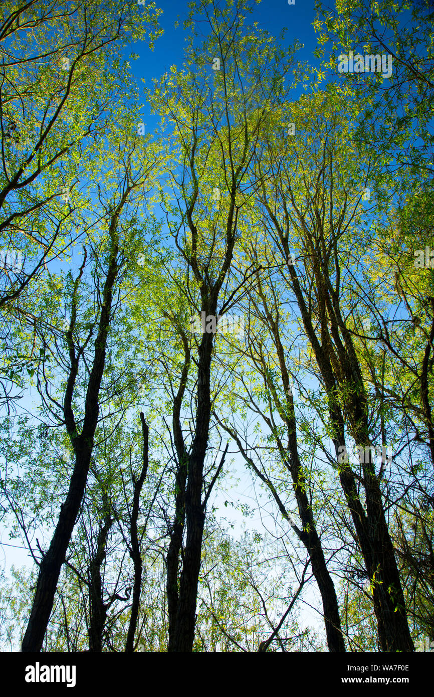Canopy of willow hi-res stock photography and images - Alamy