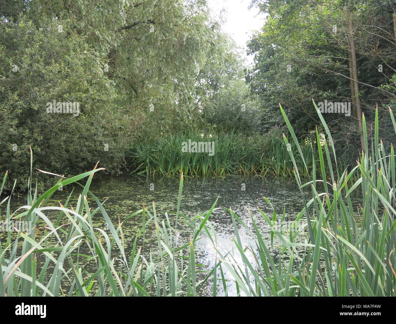 View of a traditional wild pond in the English countryside, edged with ...
