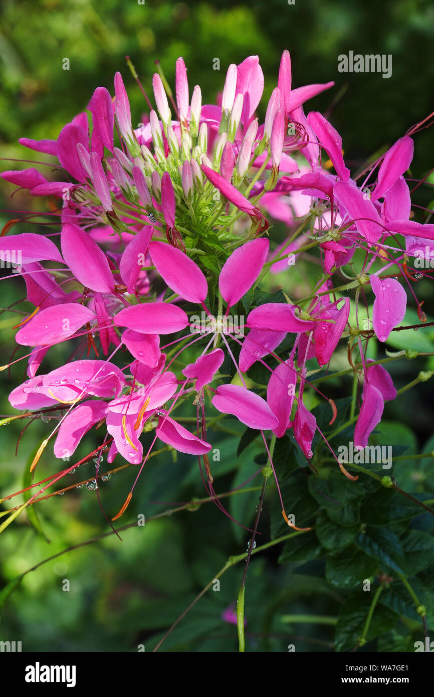 Spider flower (Cleome hassleriana). Known as Spider plant, Spiny ...