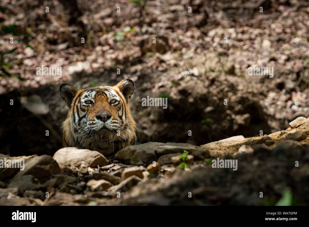 A dashing and handsome looking royal bengal wild male tiger portrait ...