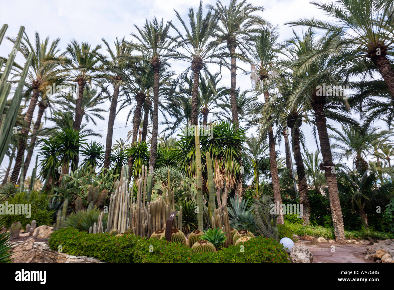 Date palms, Huerto del Cura, Hort del Cura., Palmeral of Elche, Elche ...