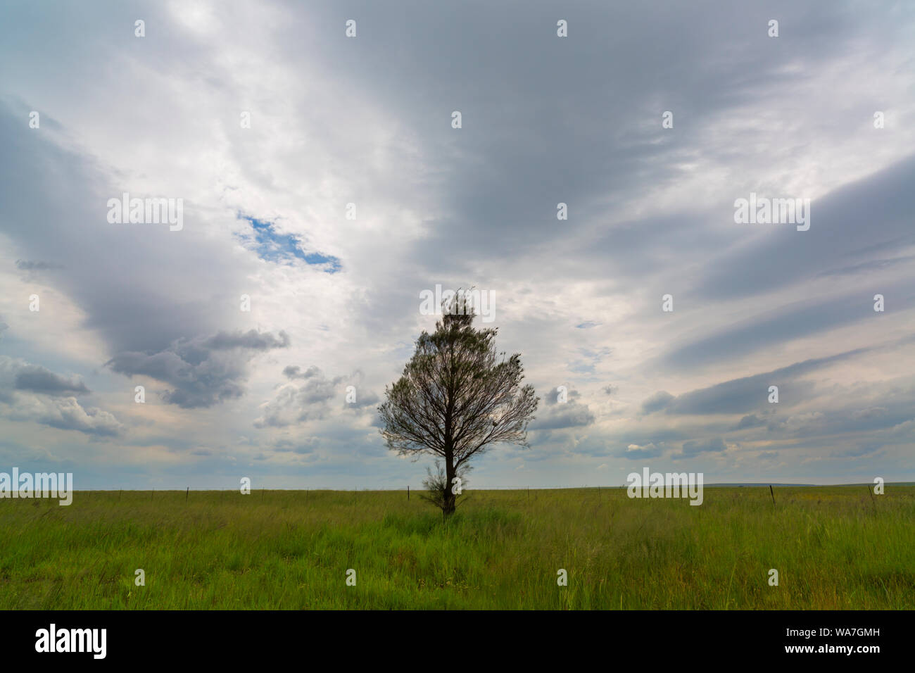 Lone tree and clouds Stock Photo - Alamy