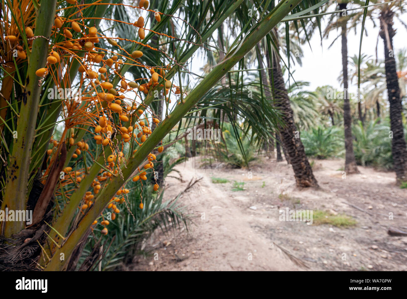Date palms in Huerto del Cura, Hort del Cura., Palmeral of Elche, Elche ...