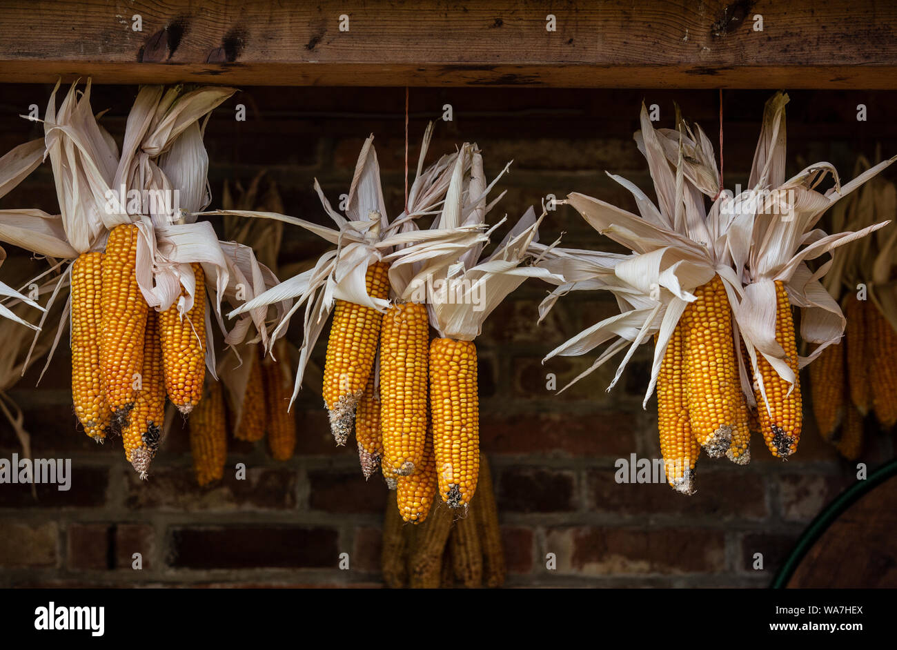 indian corn is hanging for drying Stock Photo - Alamy