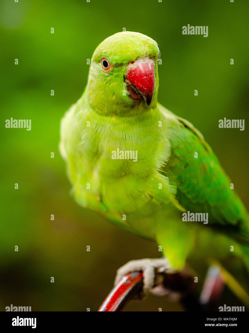 Parakeets in St James Park, London Stock Photo - Alamy