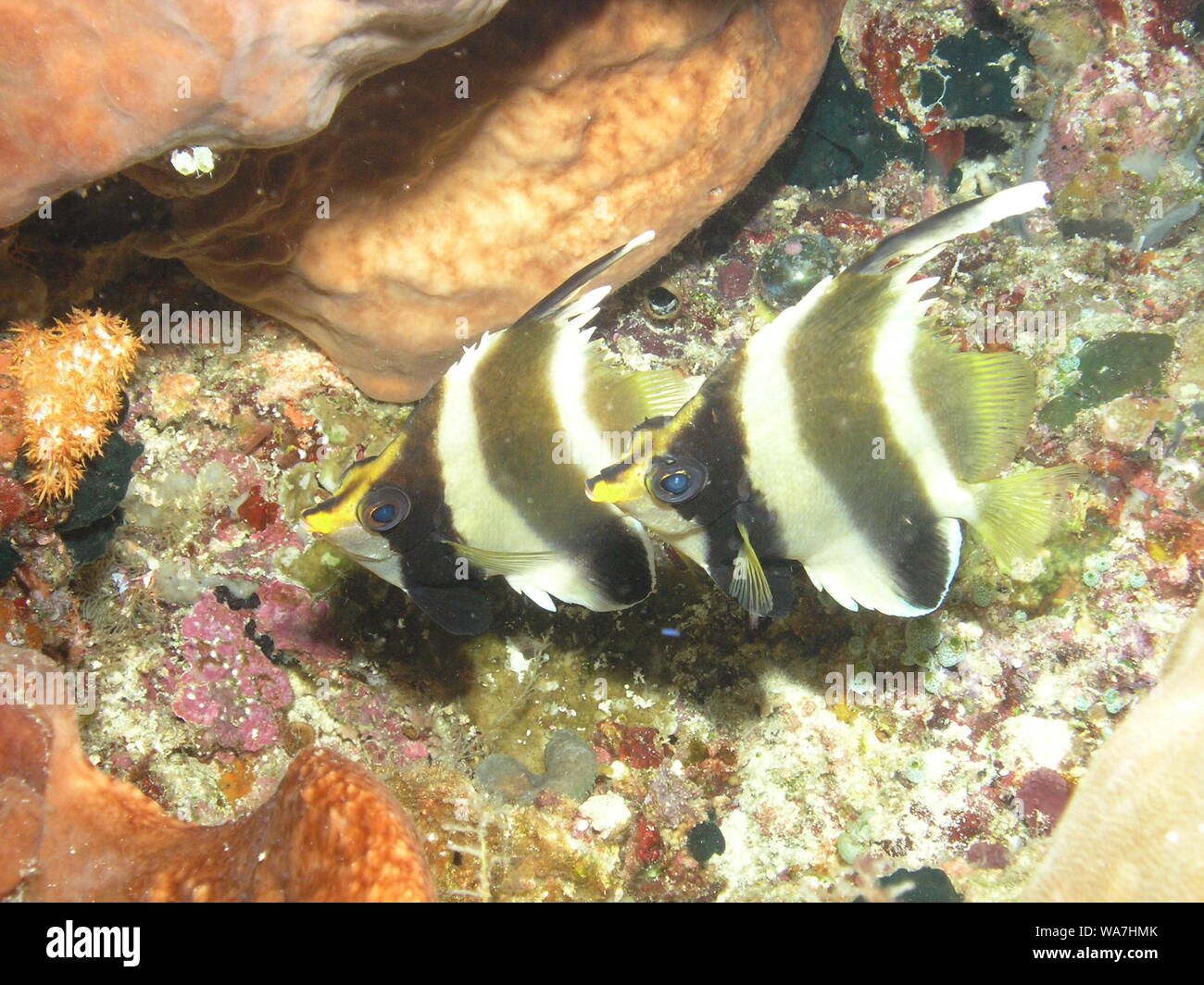 Pair of red sea bannerfish hi-res stock photography and images - Alamy