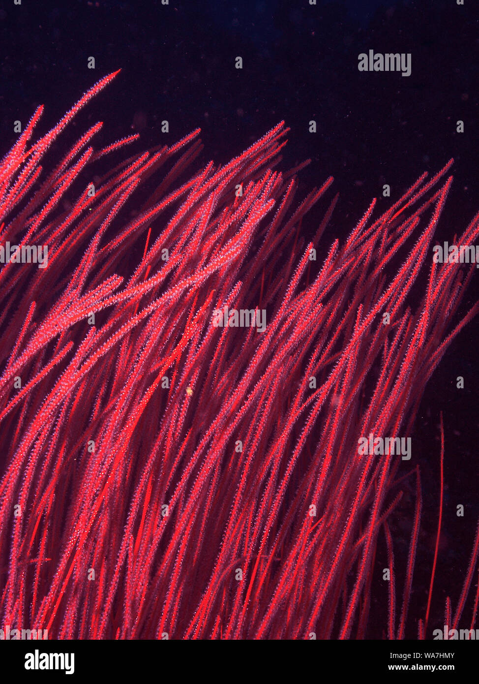 Virgulata hi-res stock photography and images - Alamy
