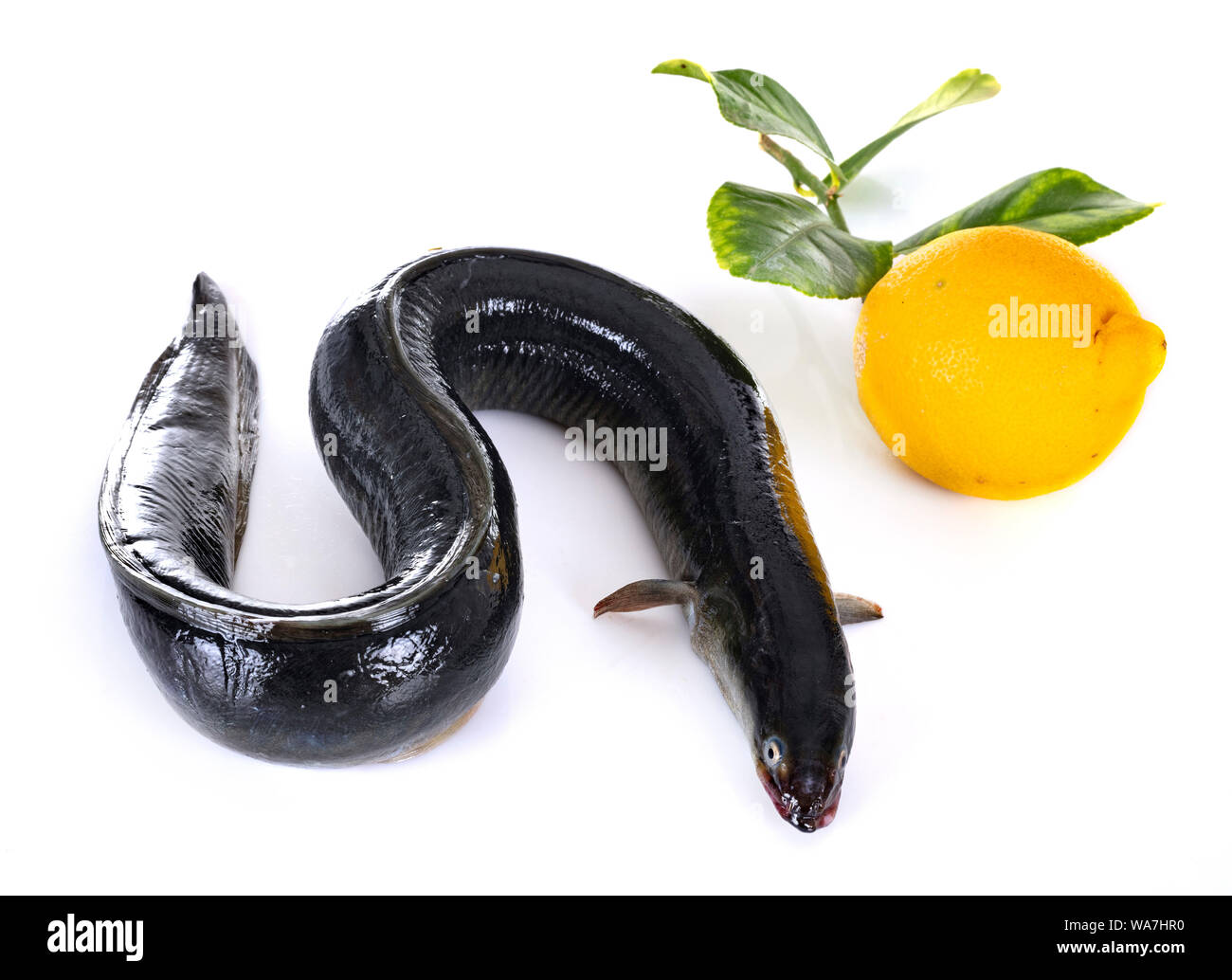European eel in front of white background Stock Photo - Alamy