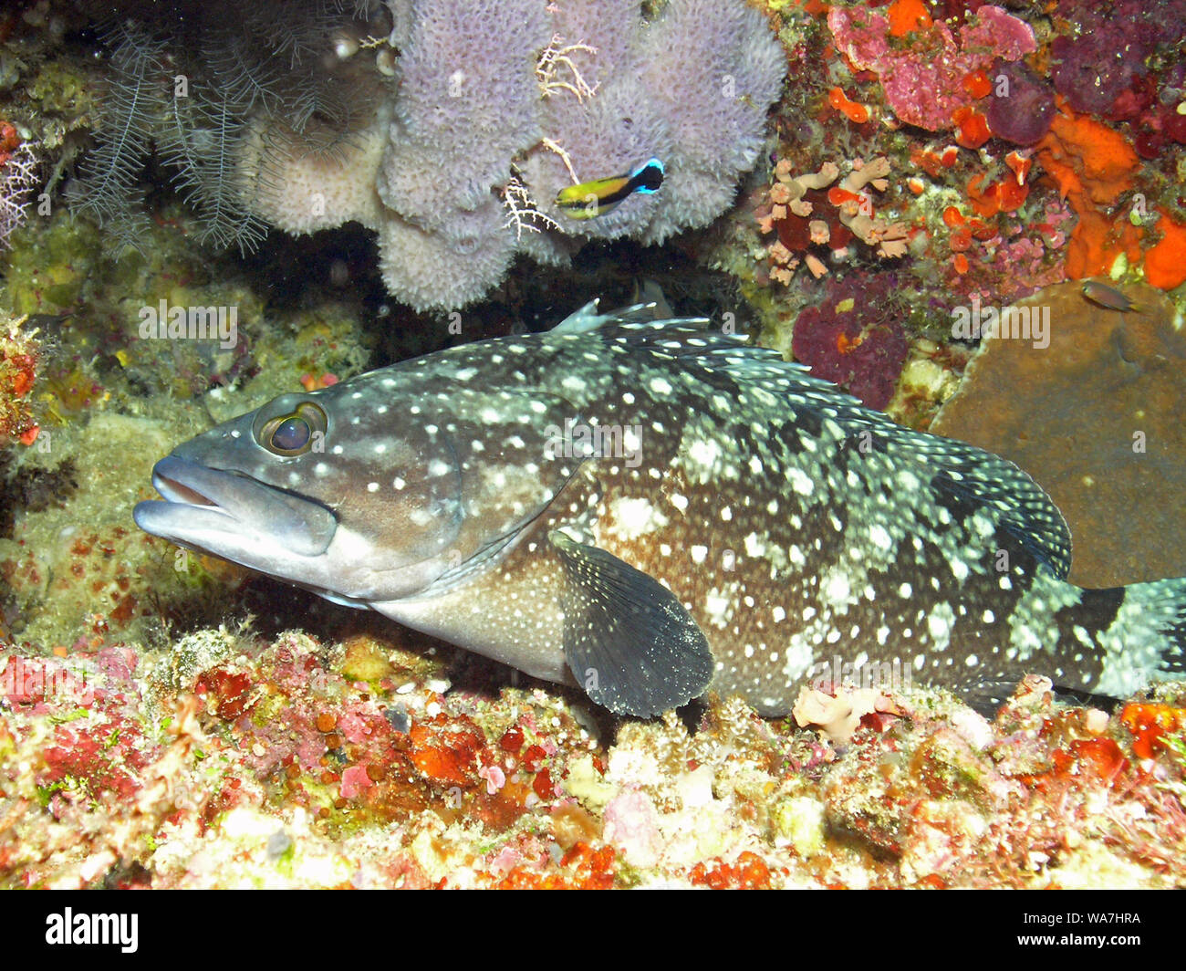 Grouper fish and moray eel hi-res stock photography and images - Alamy