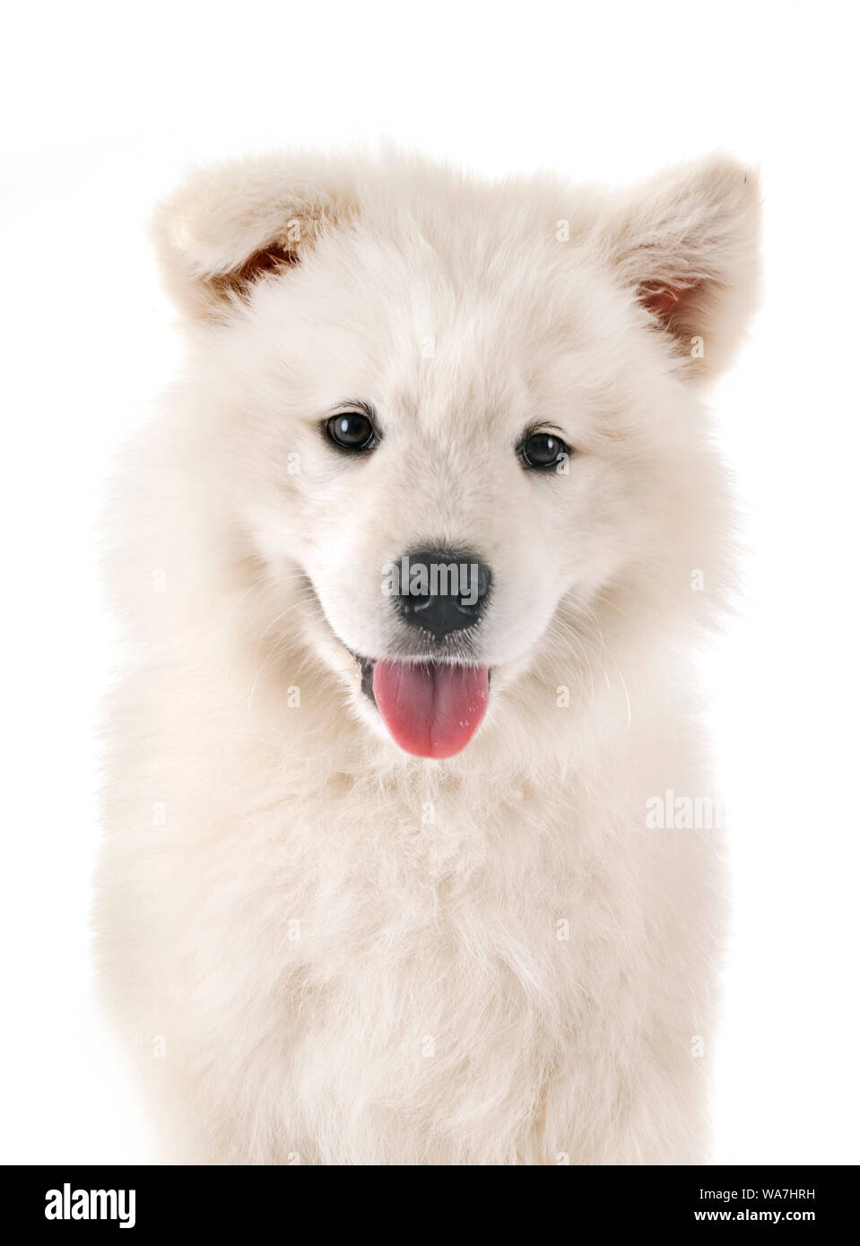 puppy samoyed dog in front of white background Stock Photo - Alamy