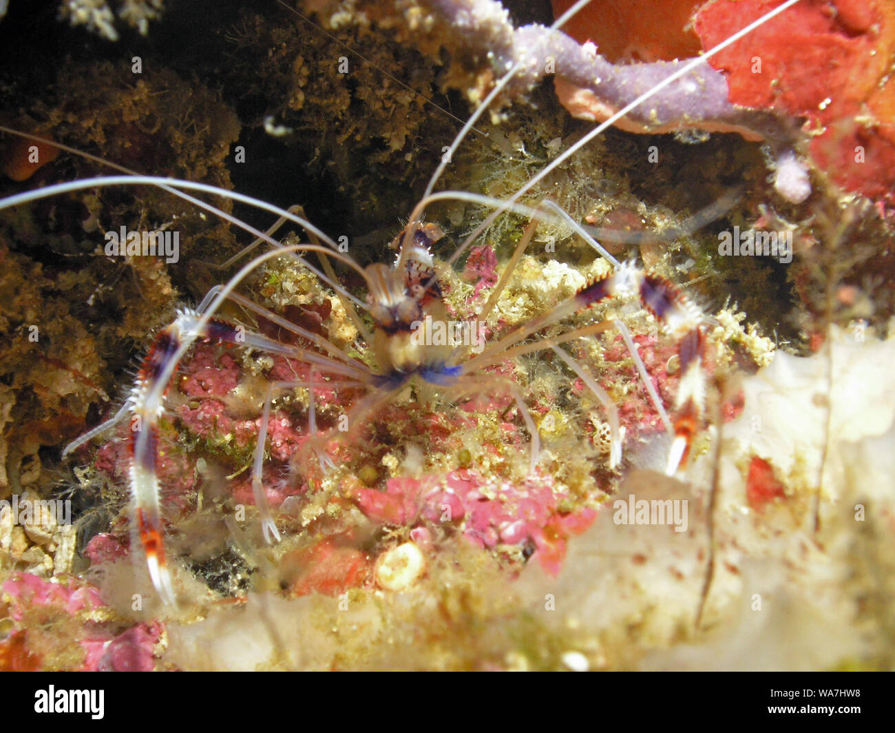 Banded Cleaner Shrimp (Stenopus hispidus) on a coral reef in Bunaken ...