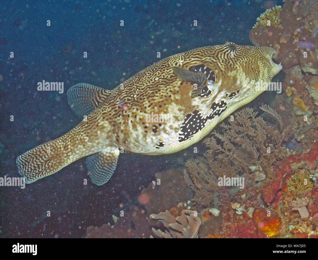 A Map Puffer (Arothron mappa Stock Photo - Alamy