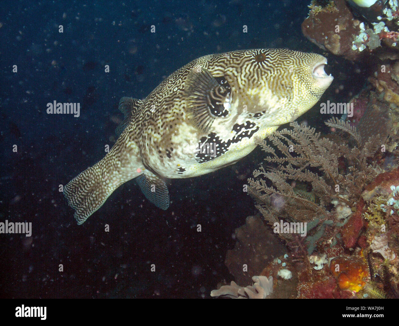 A Map Puffer (Arothron mappa Stock Photo - Alamy