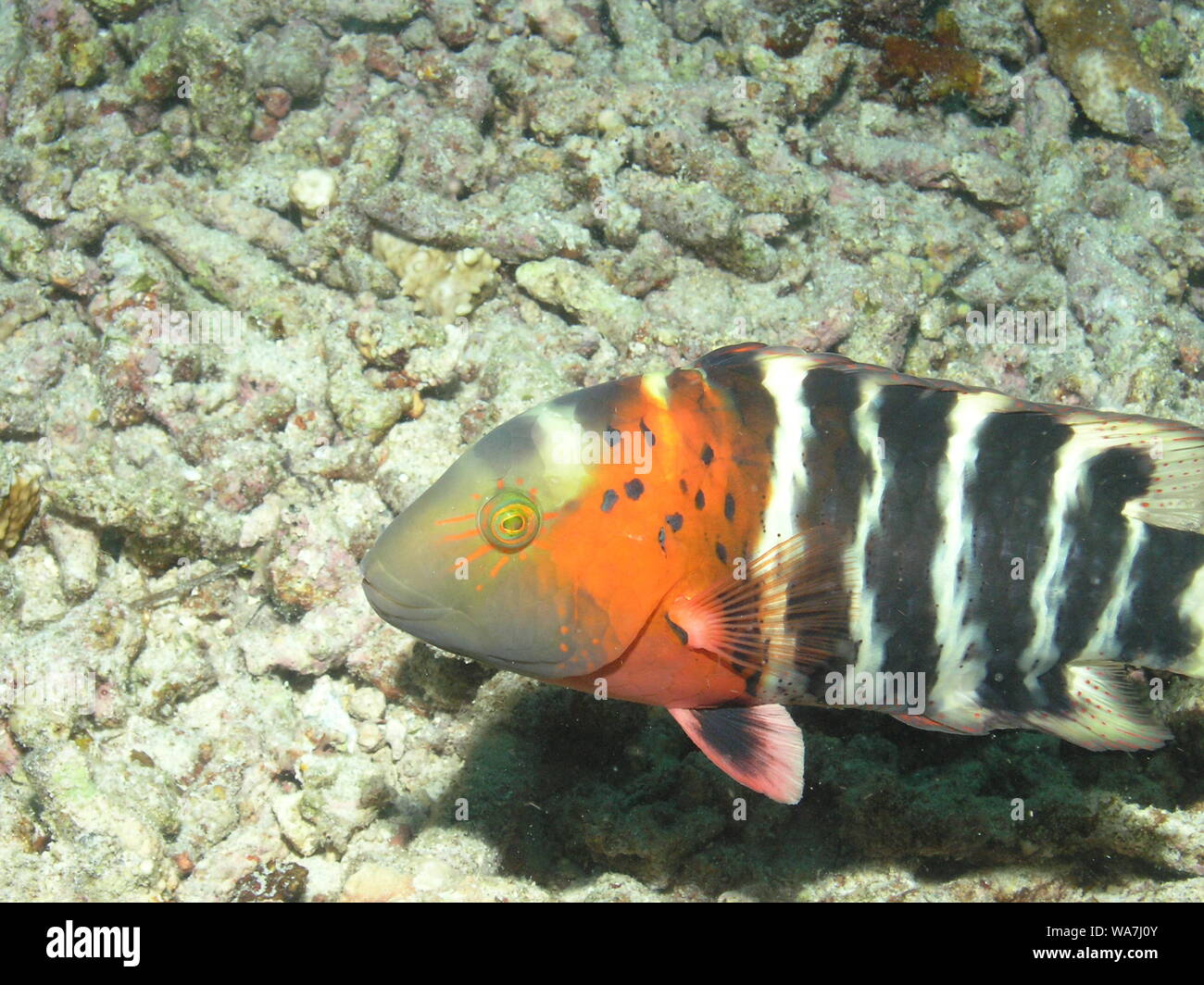Red Breasted Wrasse (Cheilinus fasciatus Stock Photo - Alamy