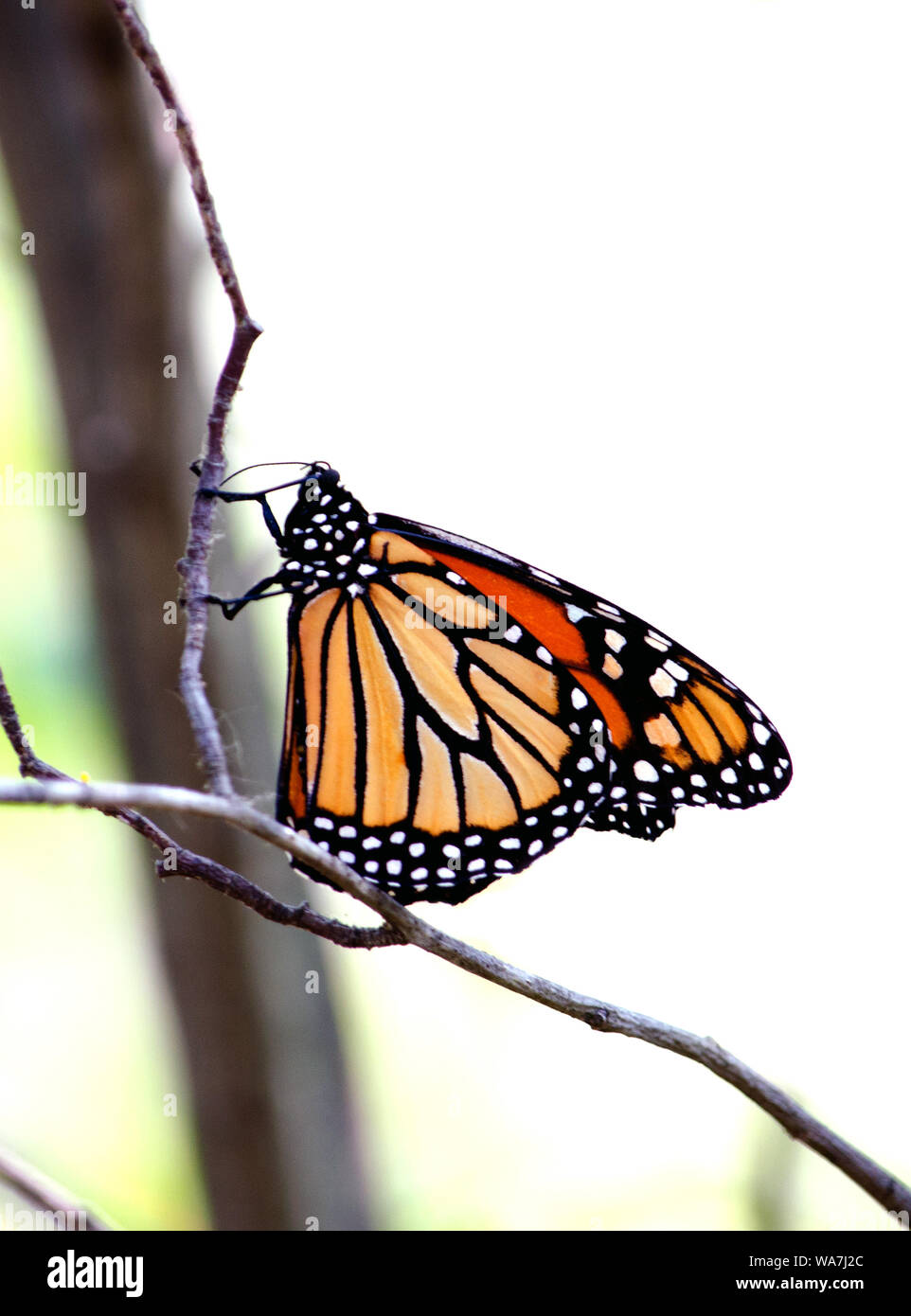 A beautiful monarch butterfly rests on a thin tree branch Stock Photo ...