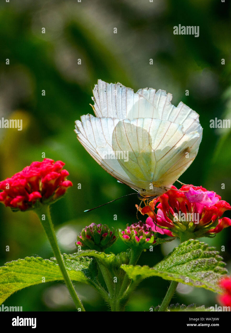 A beautiful white butterfly in a pretty garden enjoys nectar from a ...