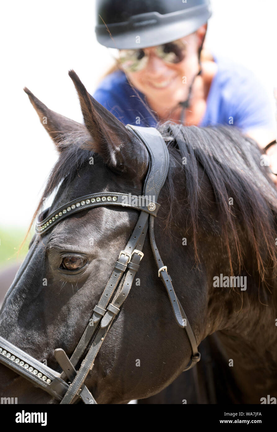 riding girl are training her black horse Stock Photo - Alamy