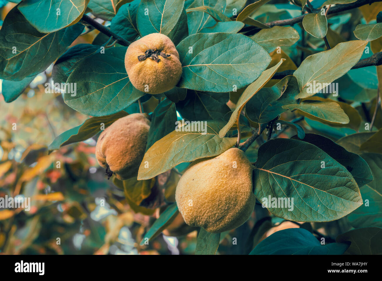 Quince fruit in the fruit tree with foliage. Vintage color. Fruit ...