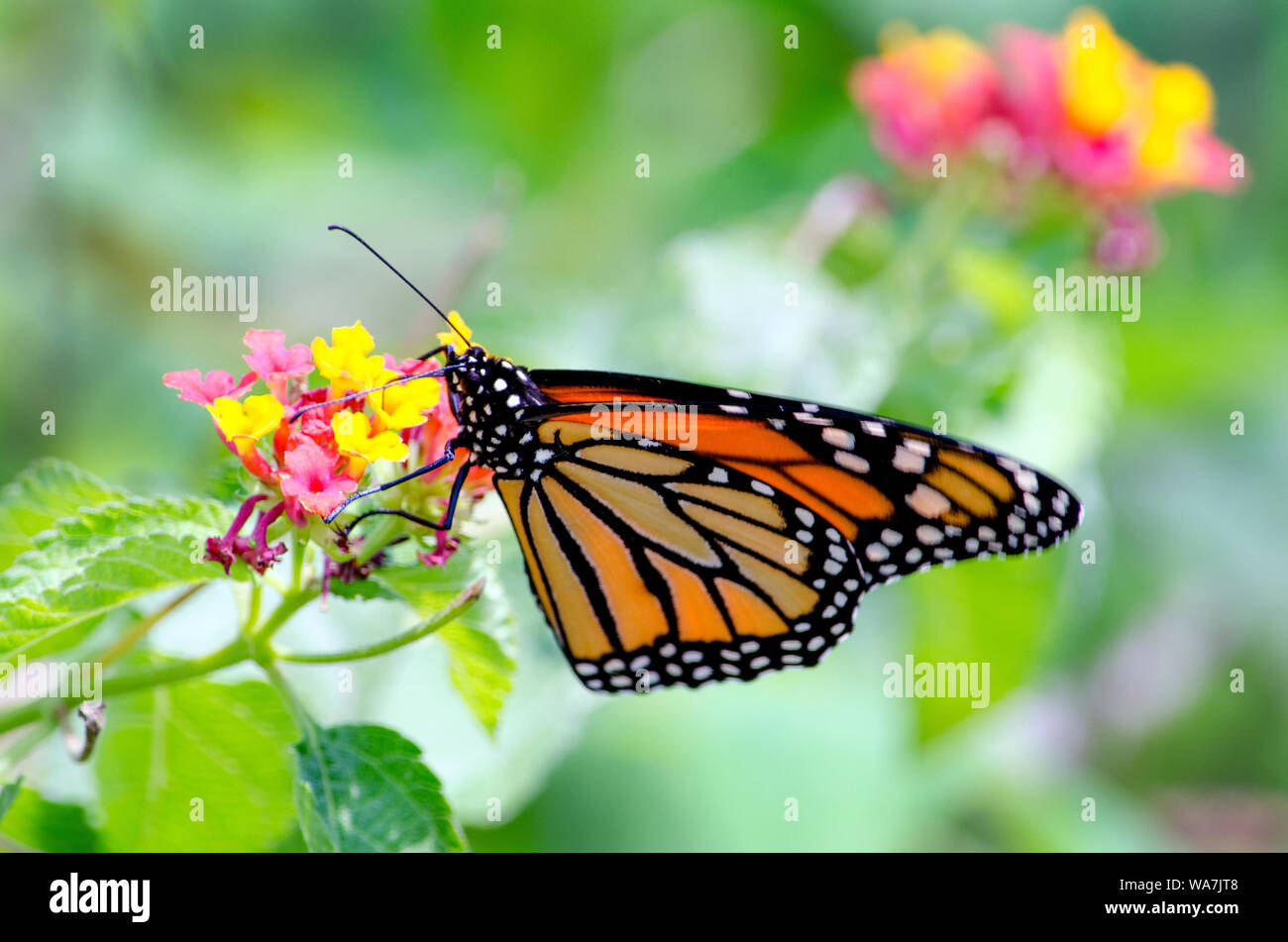 Butterly wing patterns hi-res stock photography and images - Alamy