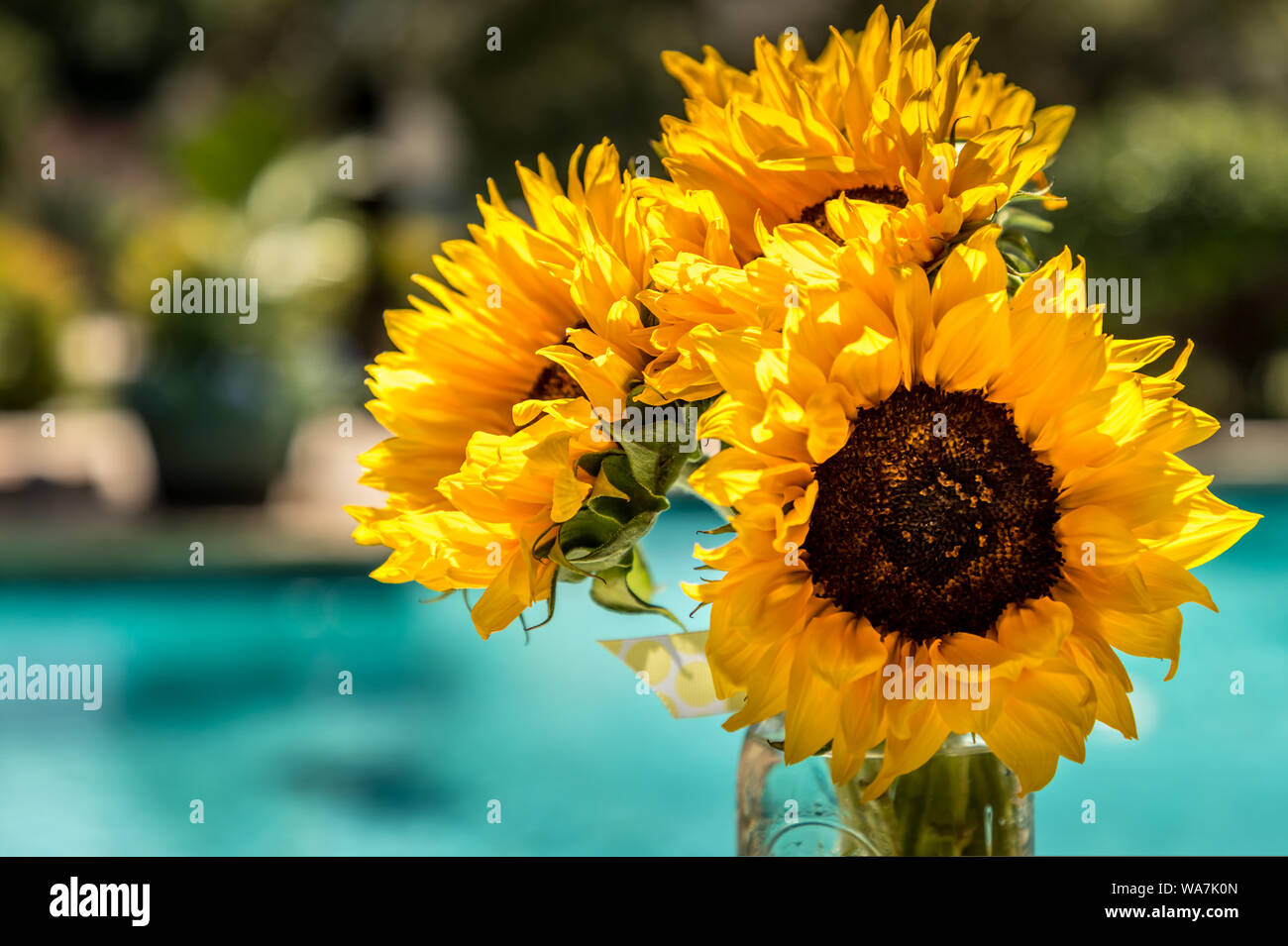 Bouquet with sunflowers outdoors in summer with a swimming pool in the ...