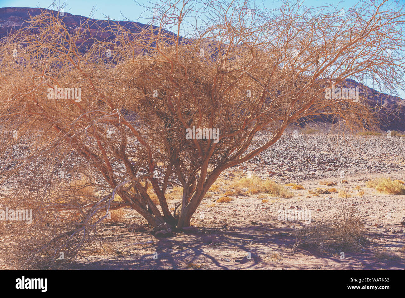 Mountain desert landscape. Tree in the desert, Israel Stock Photo - Alamy