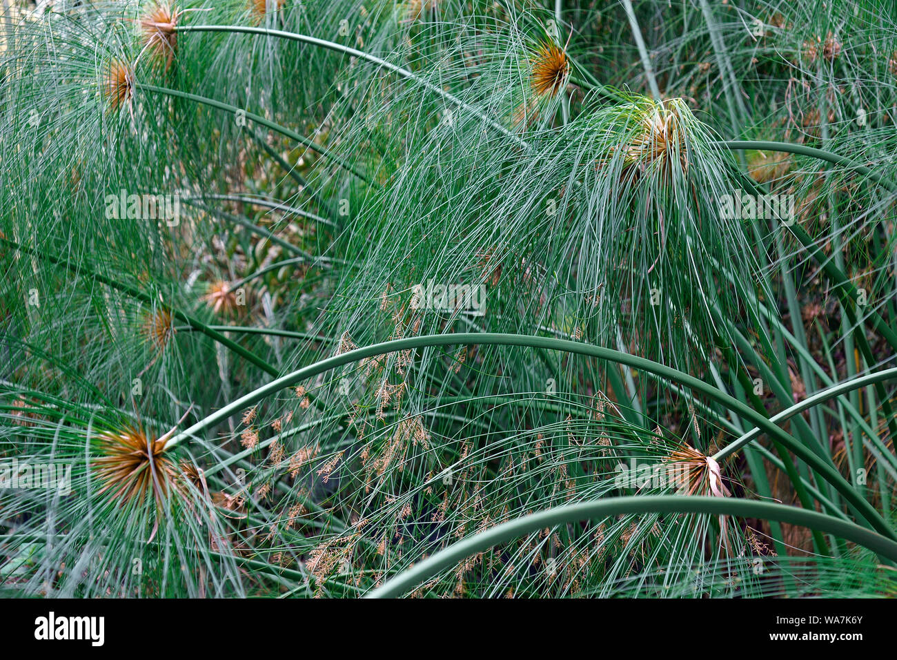 Papyrus (Cyperus papyrus). Called Papyrus sedge, Paper reed, Indian ...