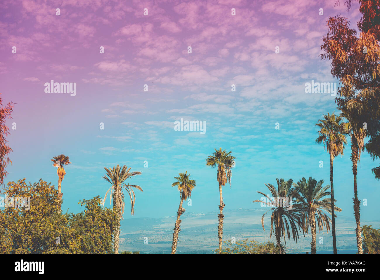 Israel palm trees hi-res stock photography and images - Alamy