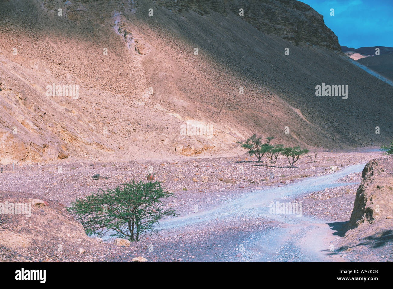 Dry riverbed, wilderness. Desert nature landscape. Trees along a dry ...