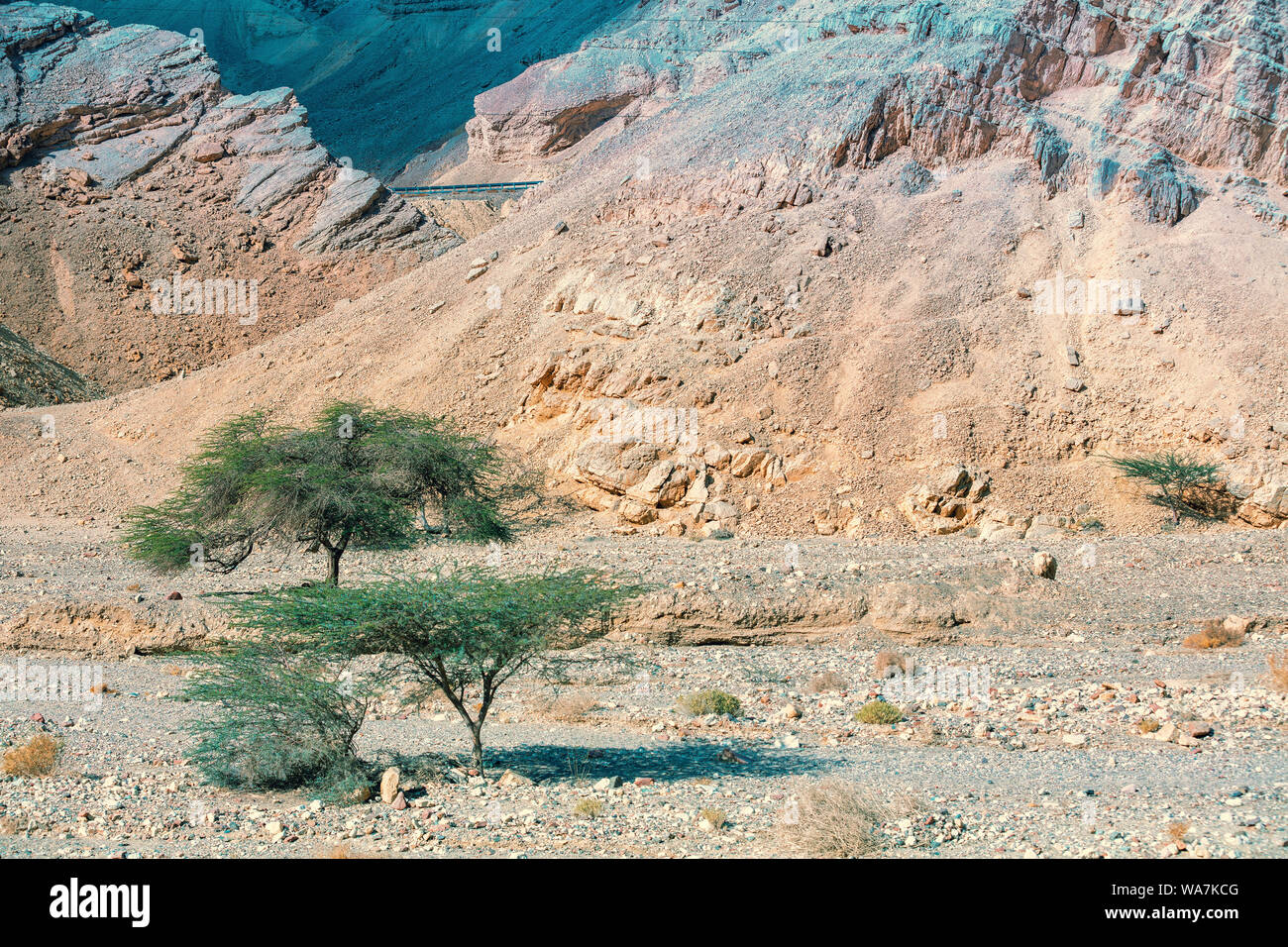 Dry riverbed, wilderness. Desert nature landscape. Trees along a dry ...