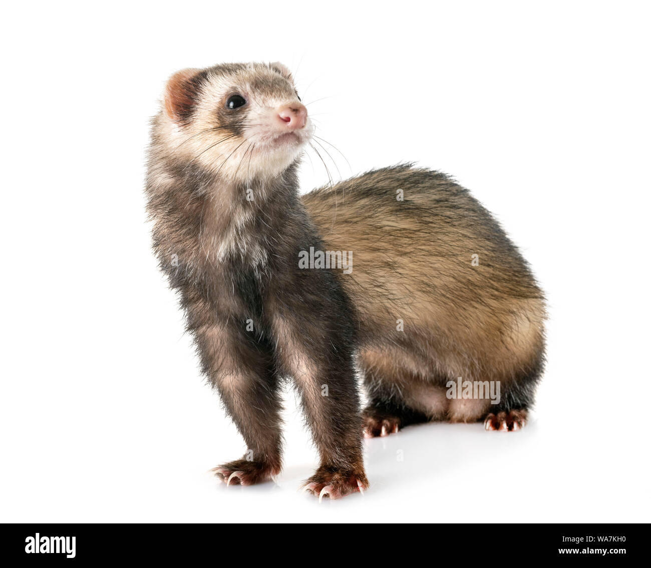 brown ferret in front of white background Stock Photo - Alamy