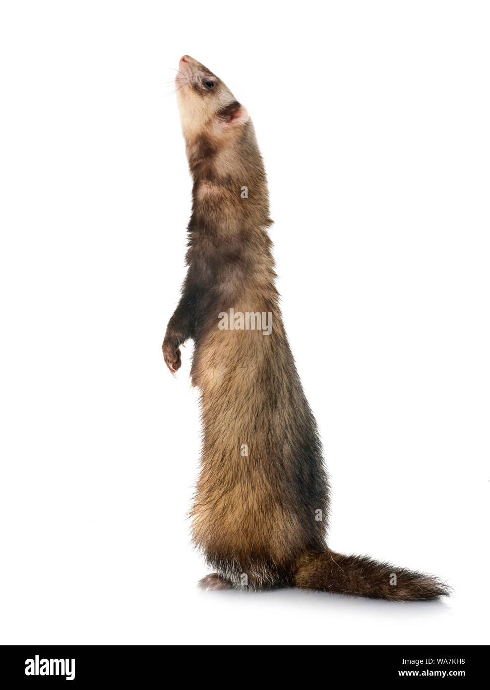 brown ferret in front of white background Stock Photo - Alamy