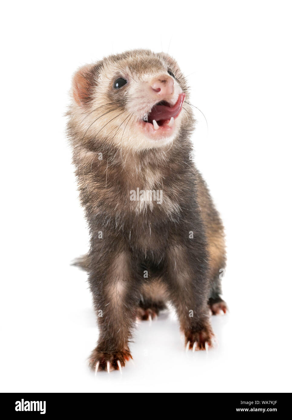 brown ferret in front of white background Stock Photo - Alamy