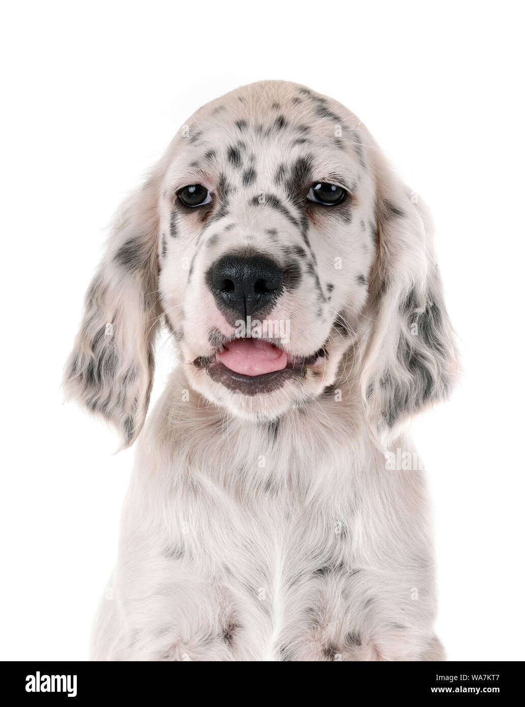 puppy english setter in front of white background Stock Photo - Alamy