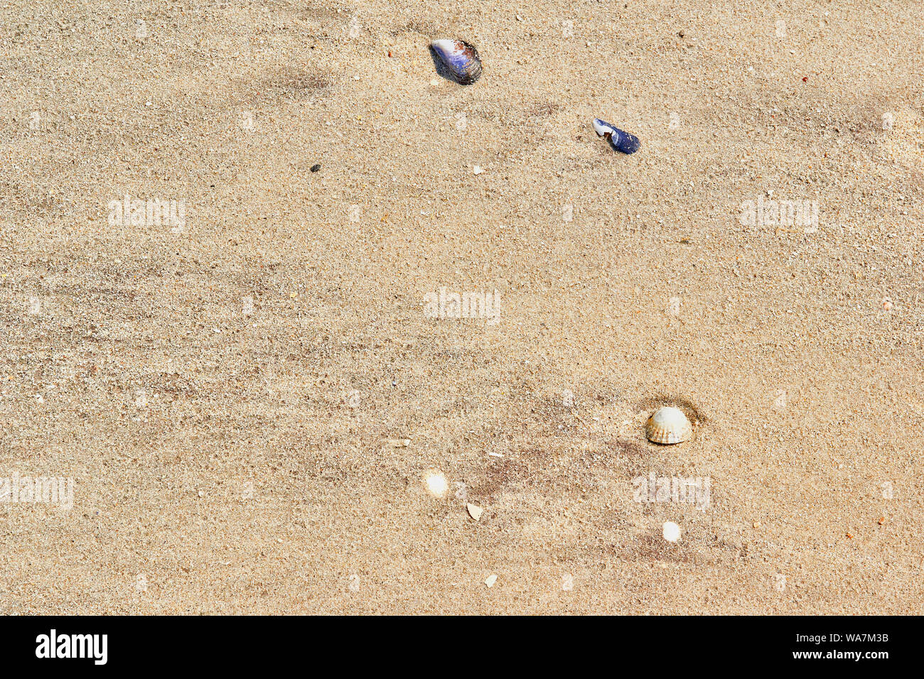 Sand and sea shells on Lon Liath beach, Portnaluchaig near Arisaig ...