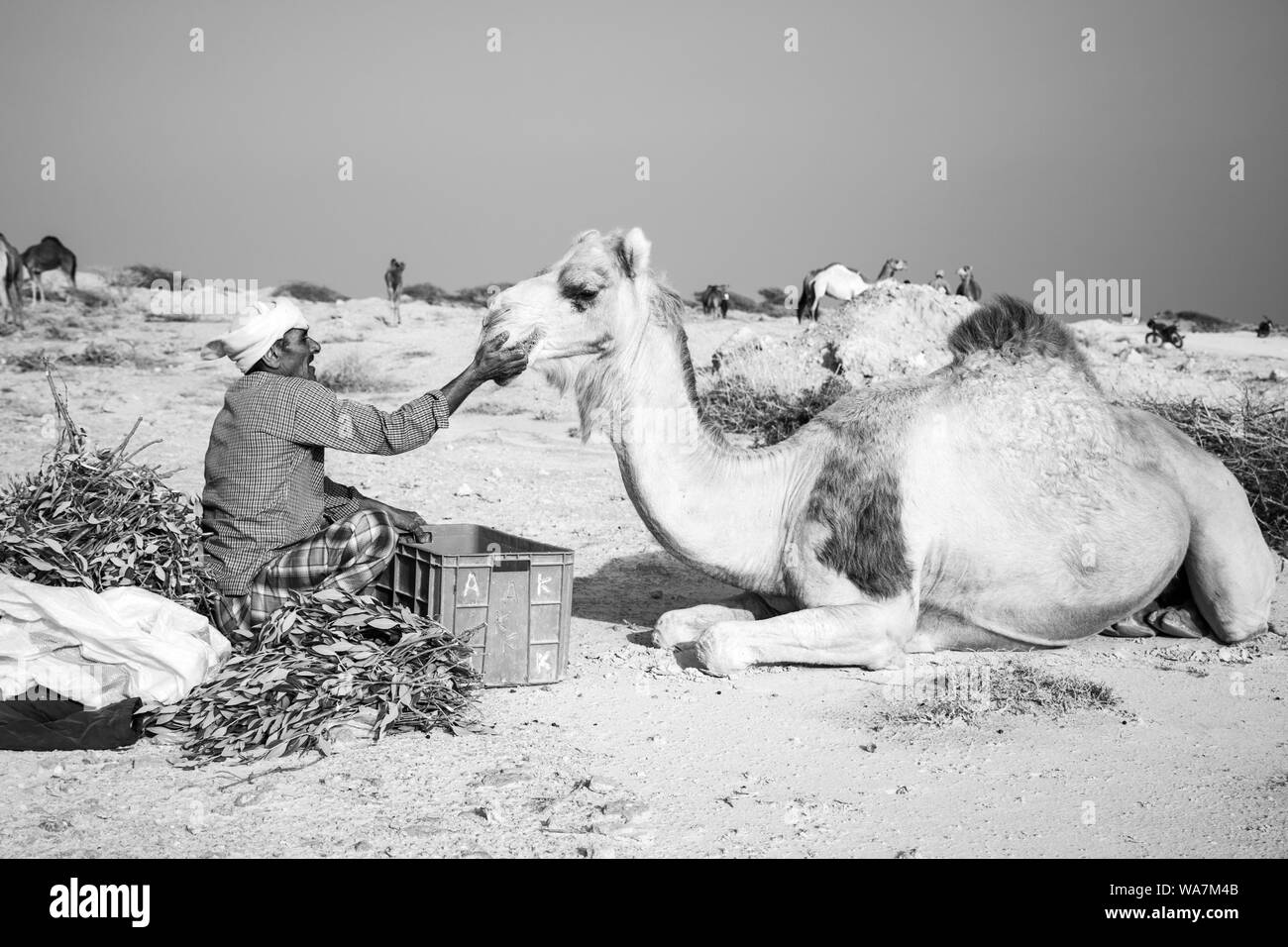 Camel qeshm iran hi-res stock photography and images - Alamy