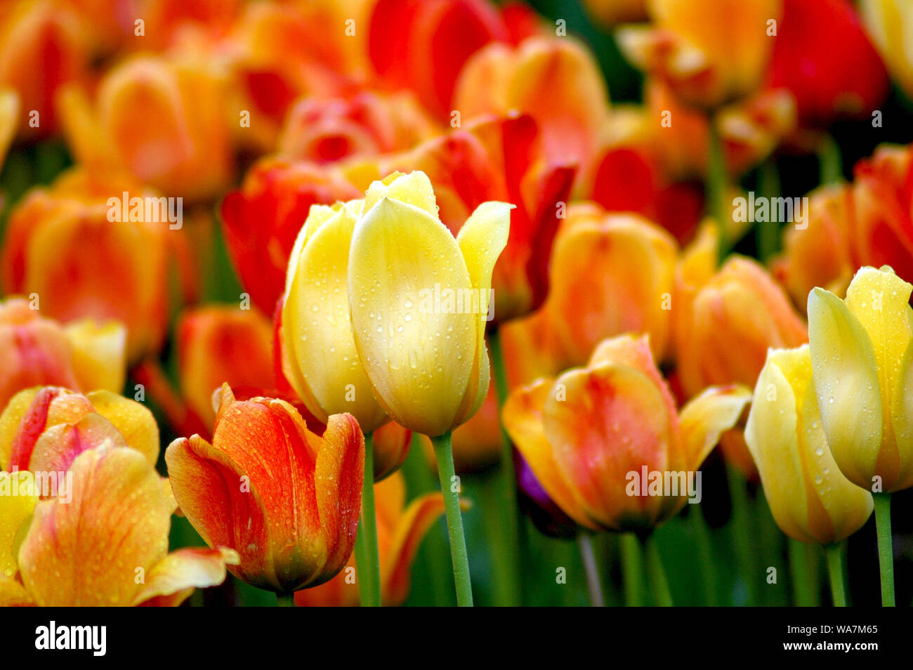A sea of gold and yellow, gold, orange and red tulips are showcased on ...