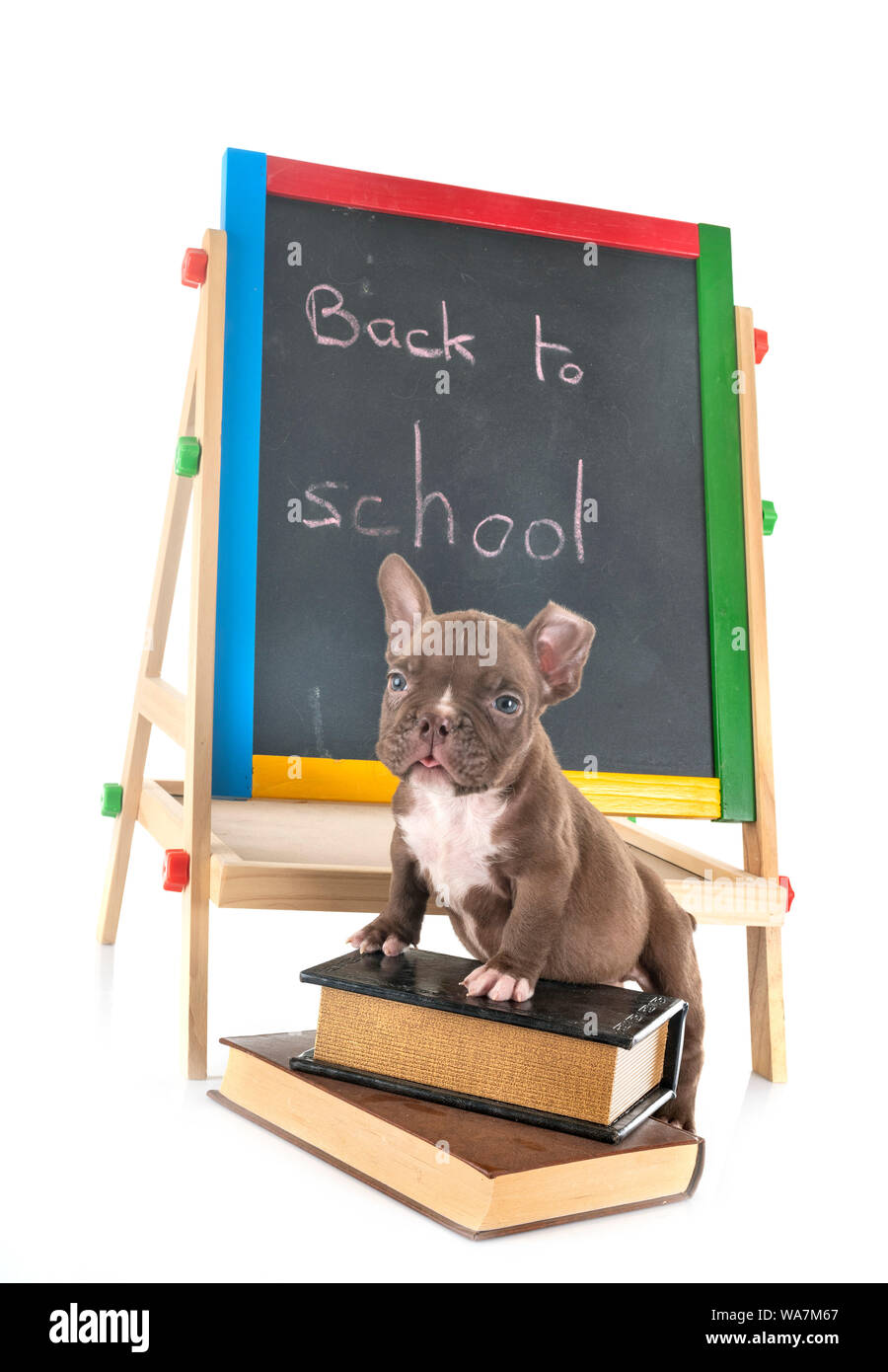 puppy american bully at school in front of white background Stock Photo ...
