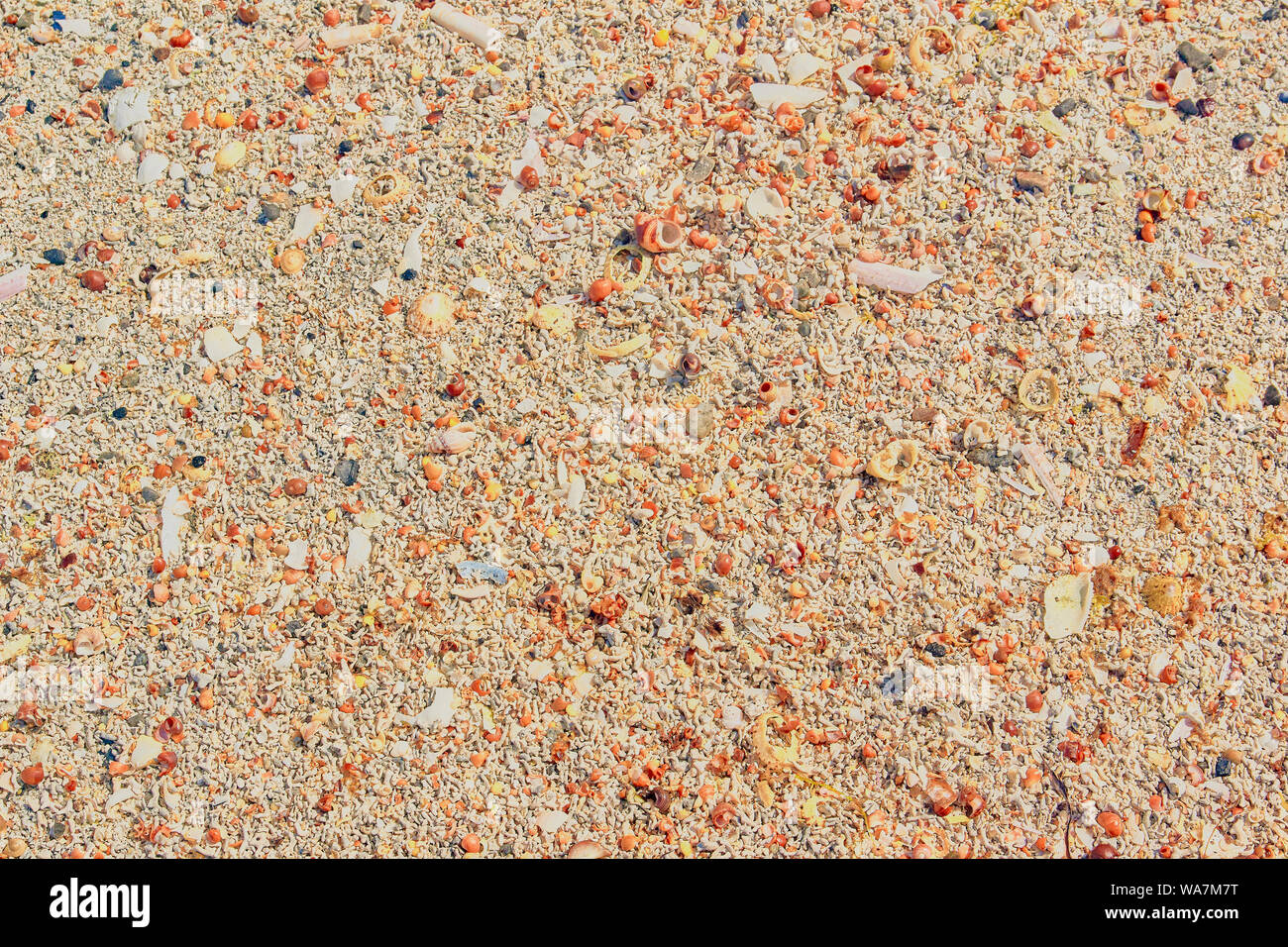 Sand and sea shells on Lon Liath beach, Portnaluchaig near Arisaig ...