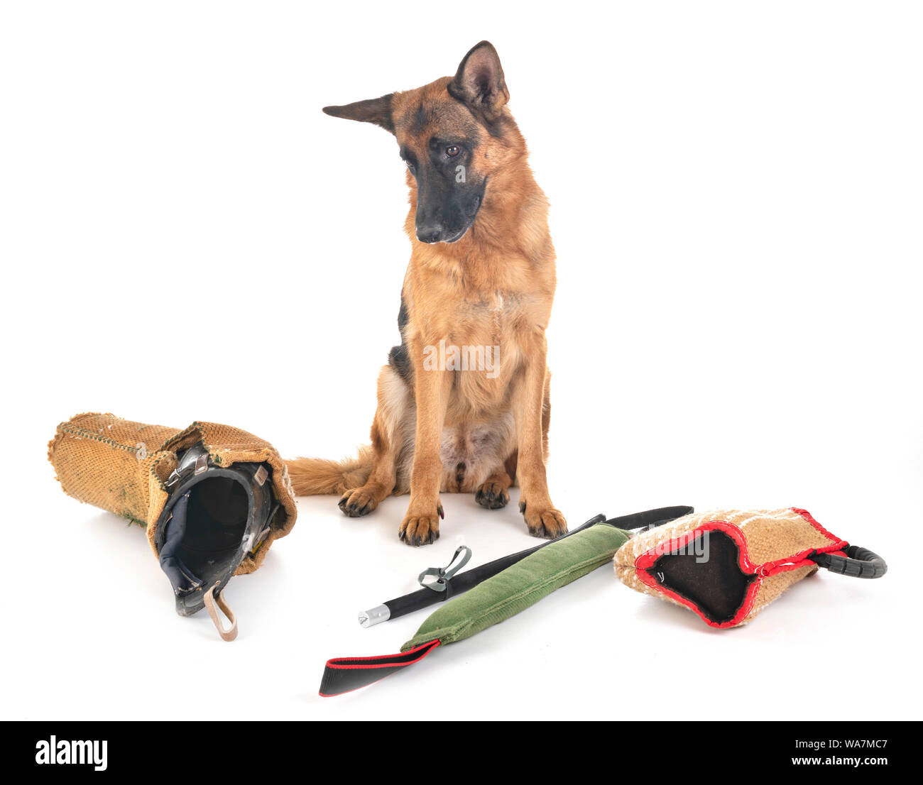 german shepherd in front of white background Stock Photo - Alamy