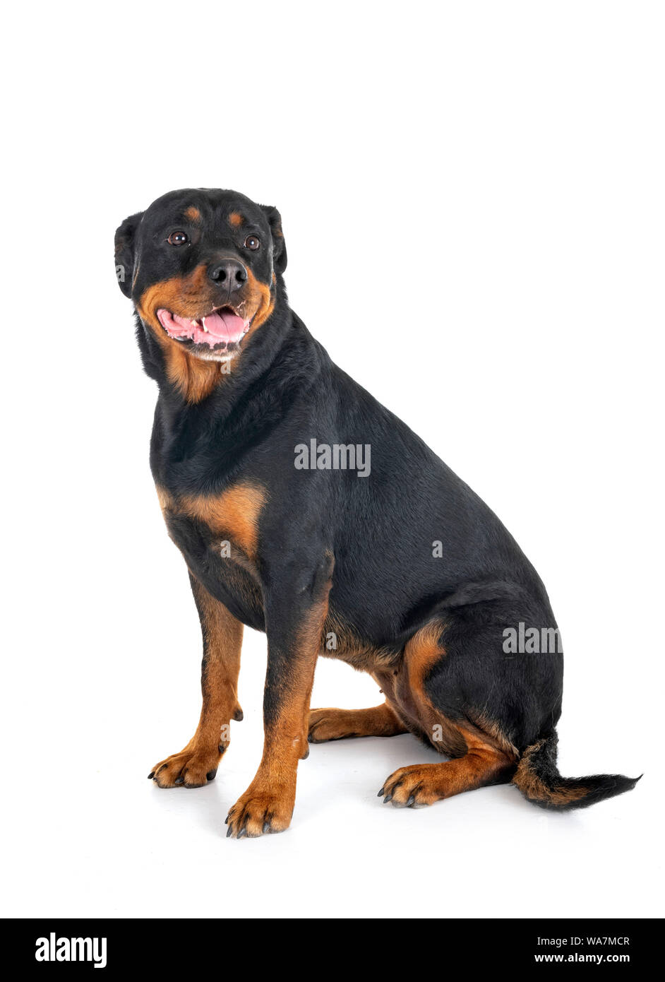purebred rottweiler in front of white background Stock Photo - Alamy