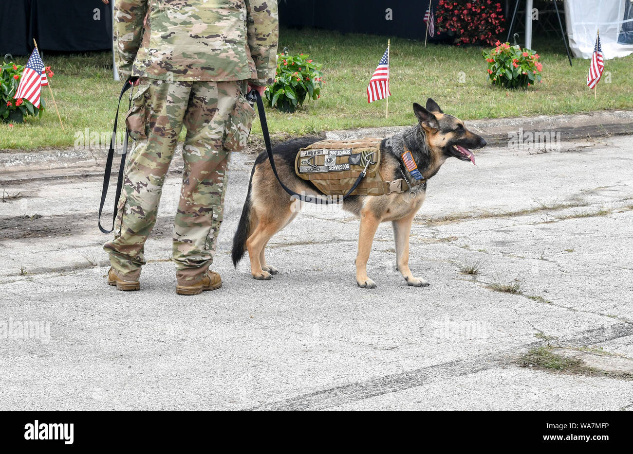 Dog in military uniform hi-res stock photography and images - Alamy