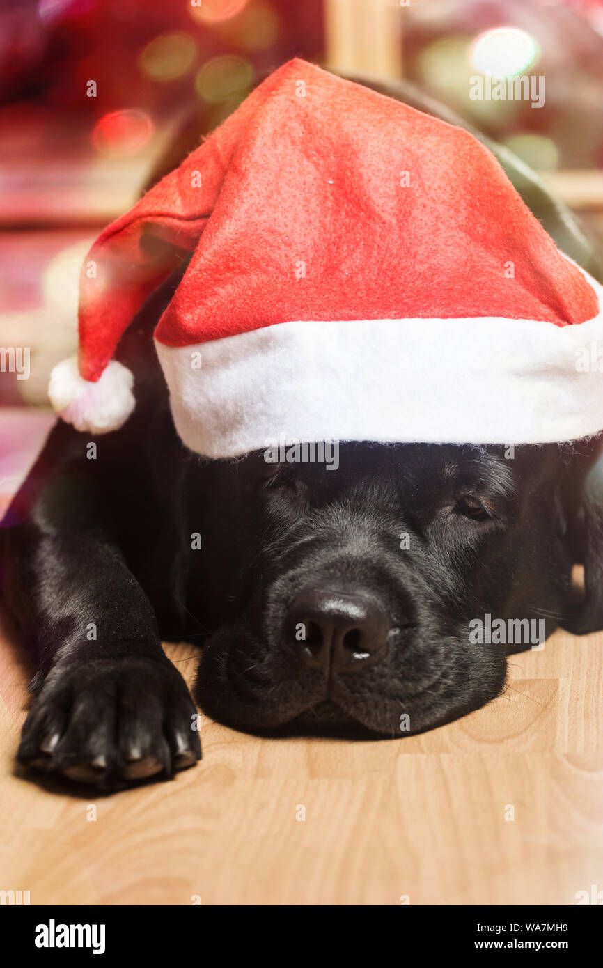 Black lab santa hat hi-res stock photography and images - Alamy