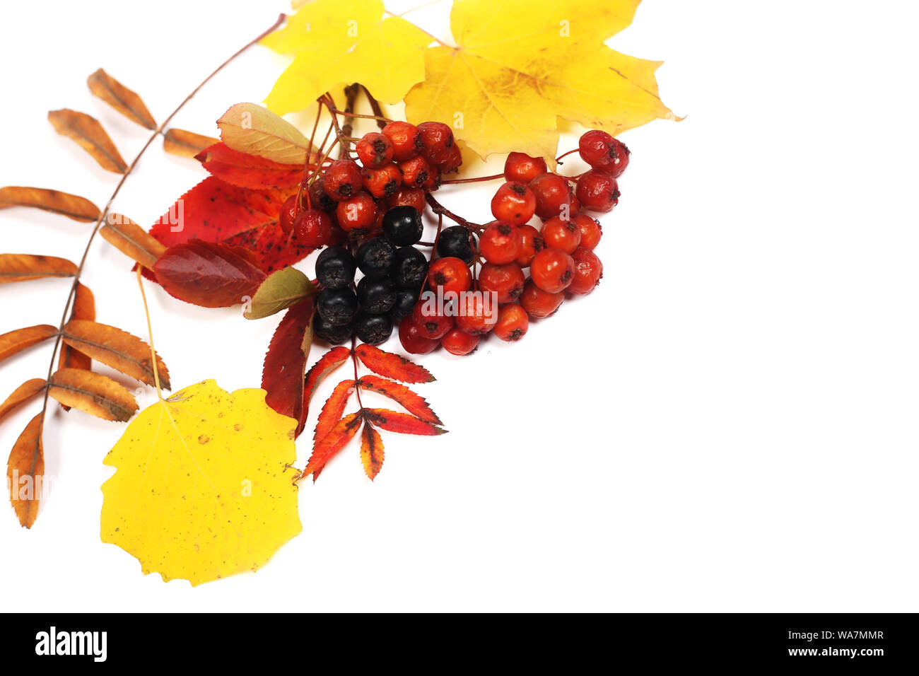 Beautiful Colorful Autumn Leaves Isolated On White Background Stock