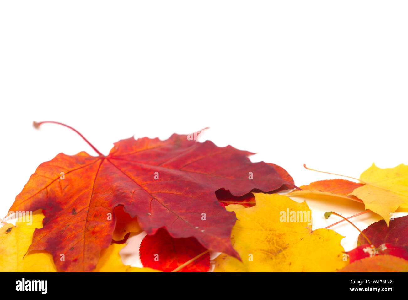 Beautiful Colorful Autumn Leaves Isolated On White Background Stock