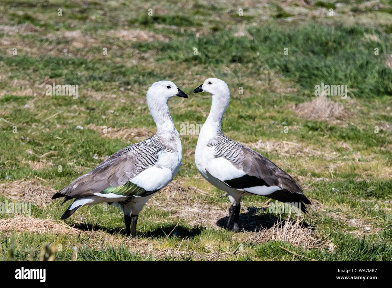 Two face to face hi-res stock photography and images - Alamy