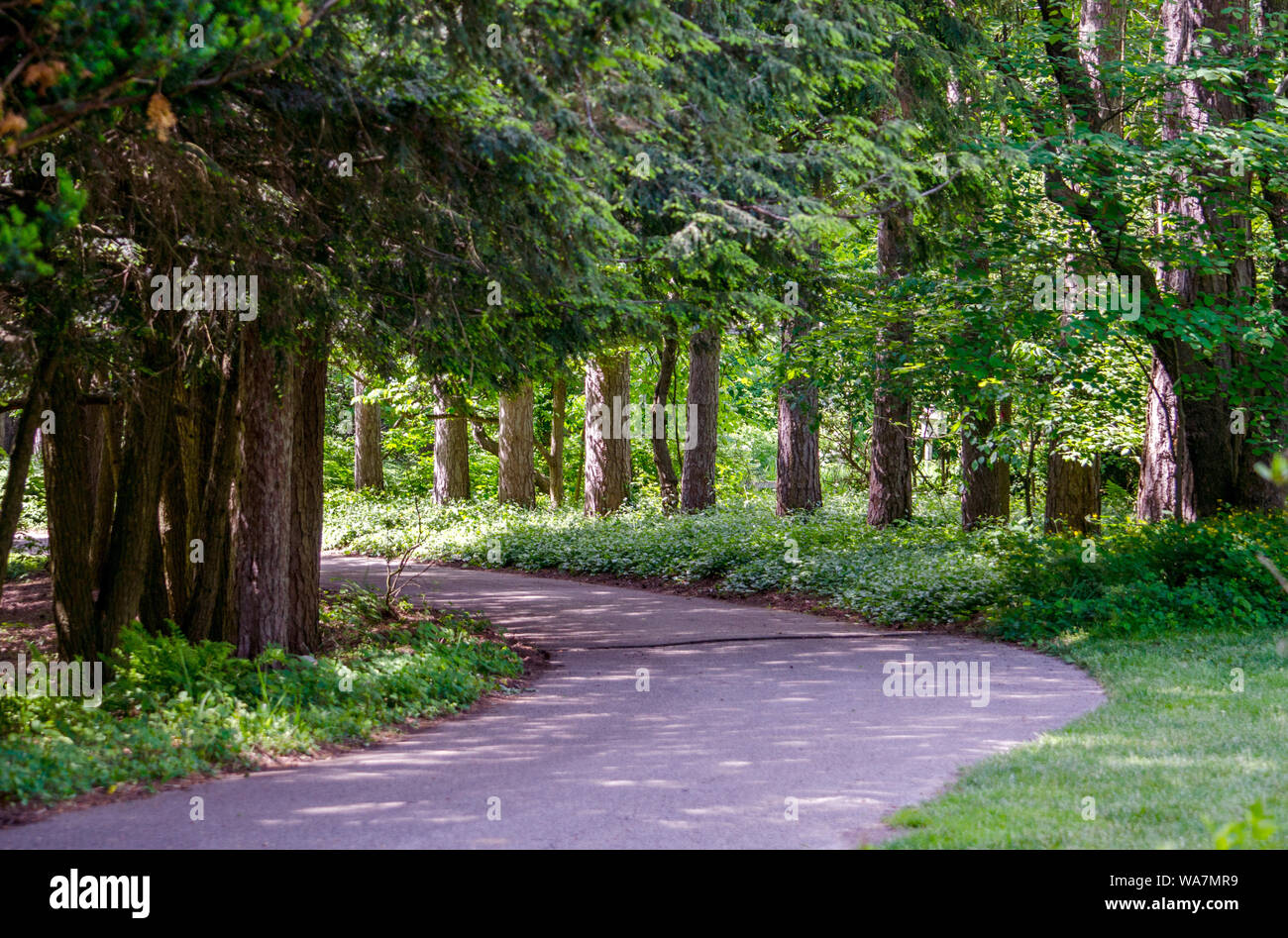 Pathway through cedars hi-res stock photography and images - Alamy