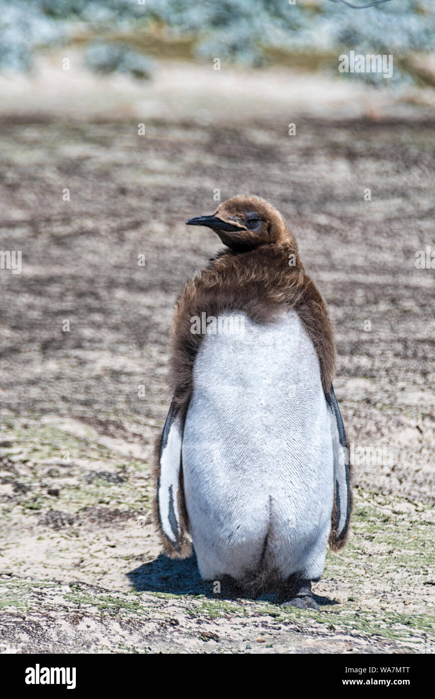 Young bird molting hi-res stock photography and images - Alamy