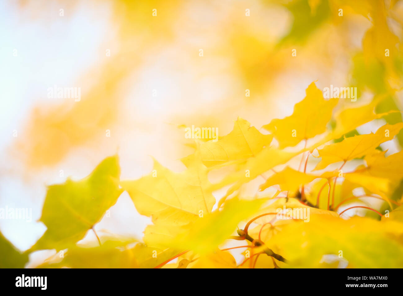 Beautiful defocused background of yellow autumn maple tree leaves Stock ...