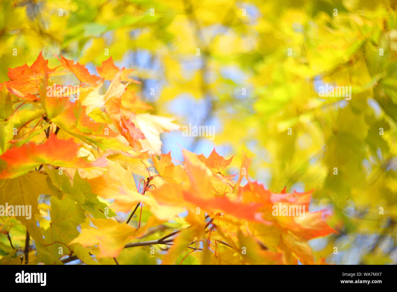 Beautiful defocused background of yellow autumn maple tree leaves Stock ...