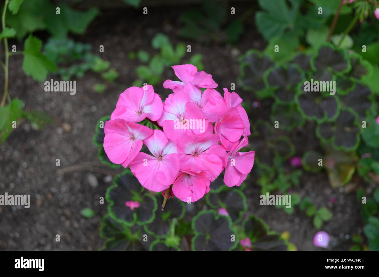 Summer in Nova Scotia: Closeup of Tickled Pink Geranium (Pelargonium ...